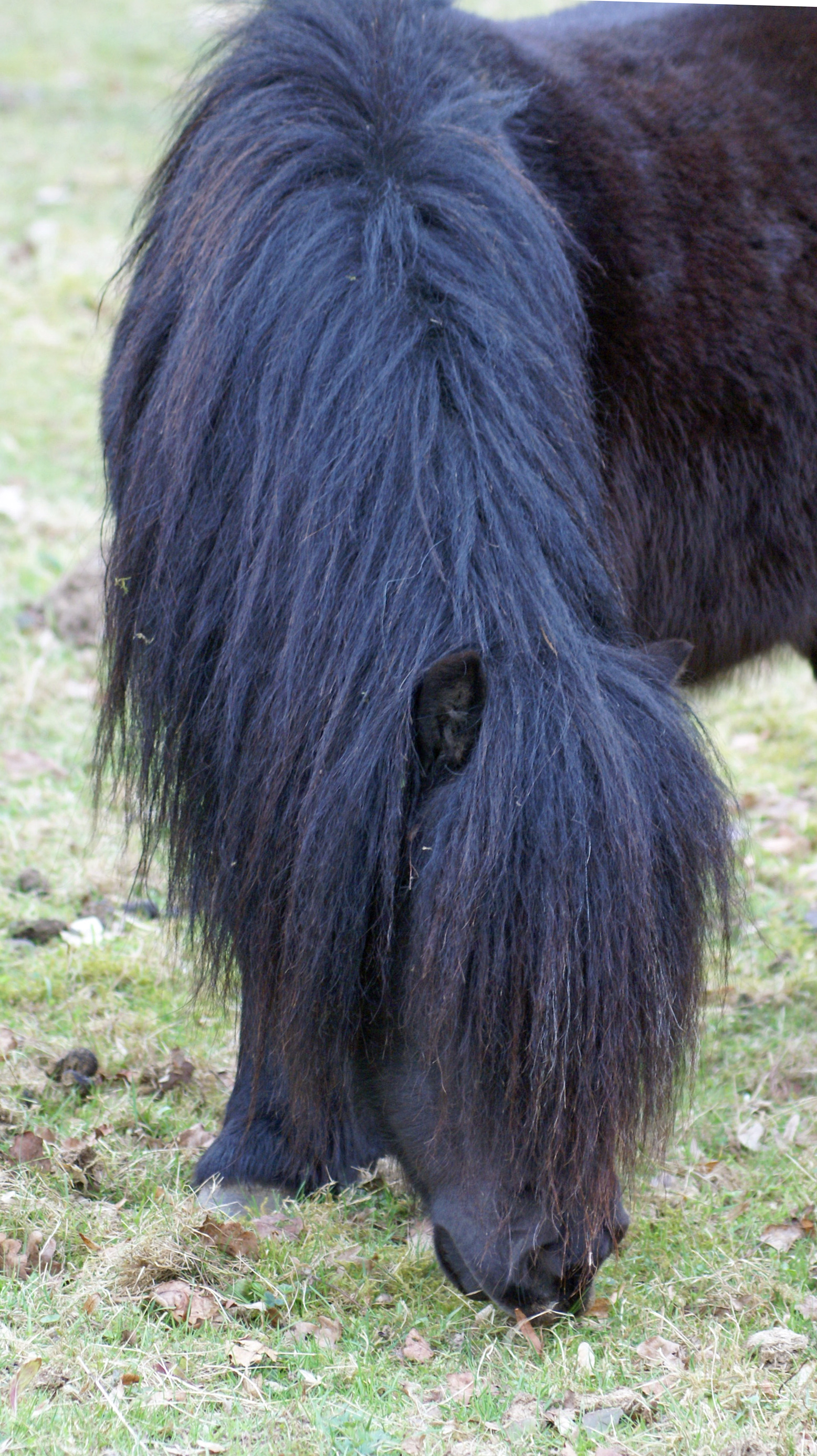 Nos mini-chevaux – Quintette Association