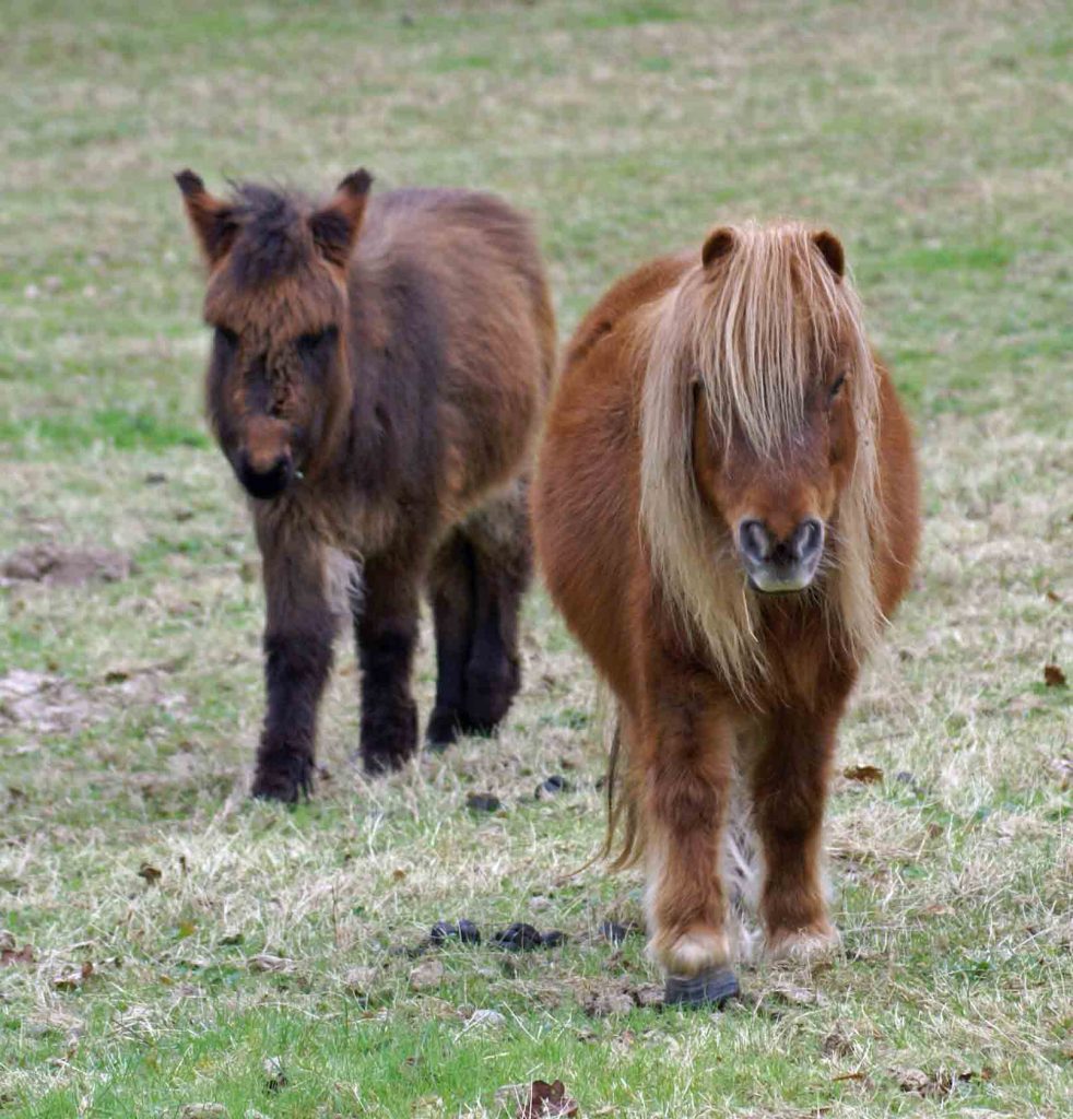 Nos mini-chevaux – Quintette Association