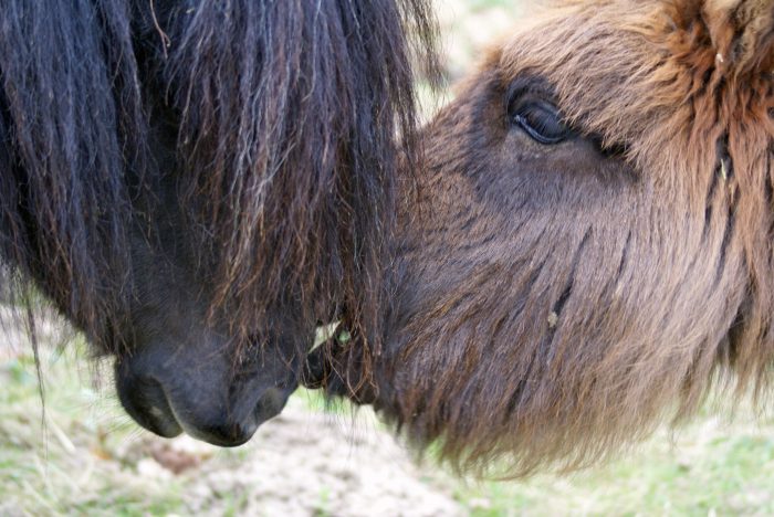 Nos mini-chevaux – Quintette Association